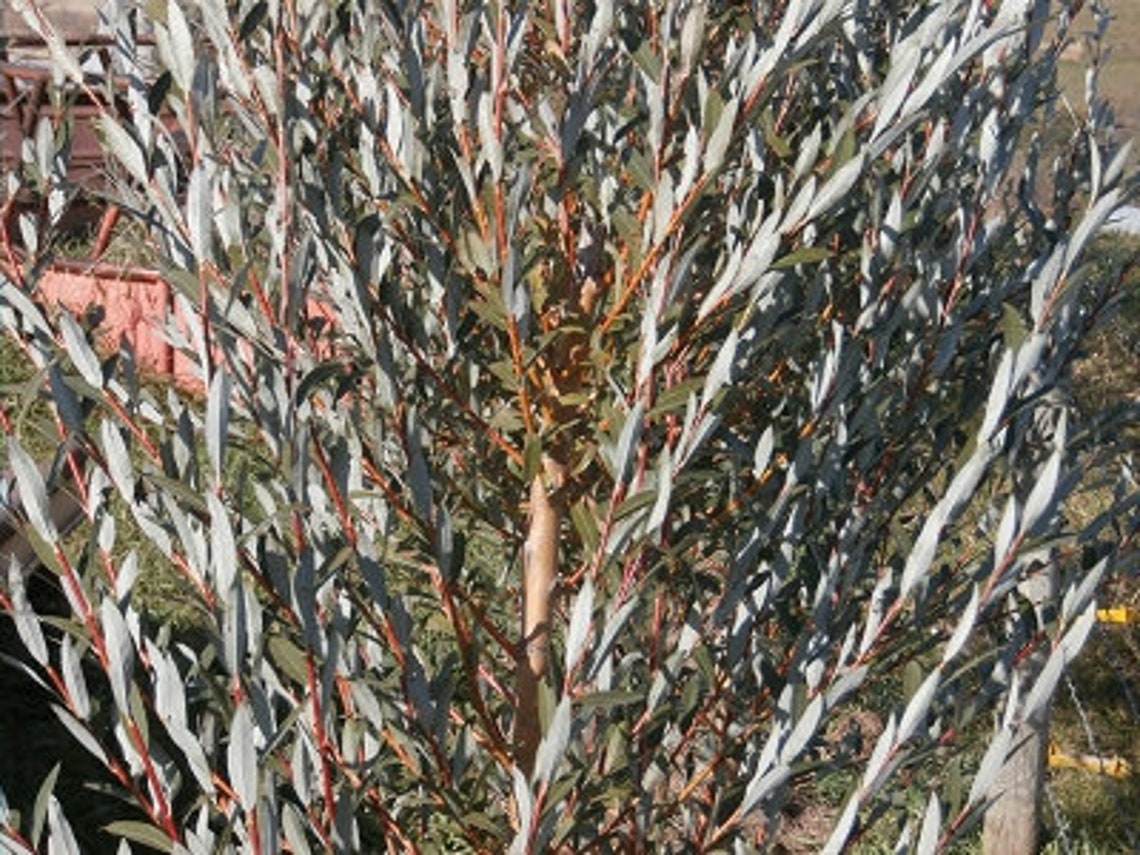 4 Flame Willow Tree Cuttings Vibrant Orange to Red Bark - Etsy