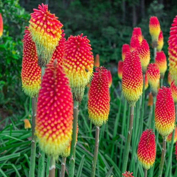 Torch Lily Plant - Etsy
