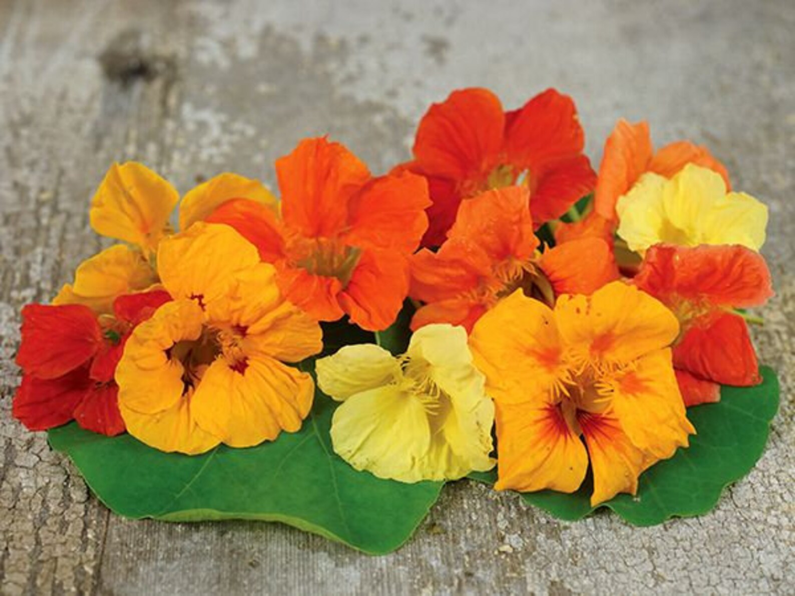 Tall Trailing Mix Nasturtium 100 Seeds Made In USA Ships Etsy tall-trailing-mix-nasturtium-100-seeds-made-in-usa-ships-etsy