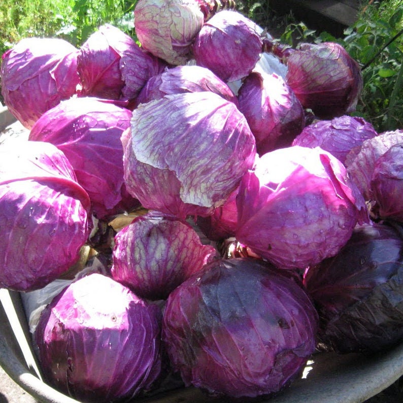 Red Acre Cabbage Seeds 250 Seeds Made in USA Ships From | Etsy
