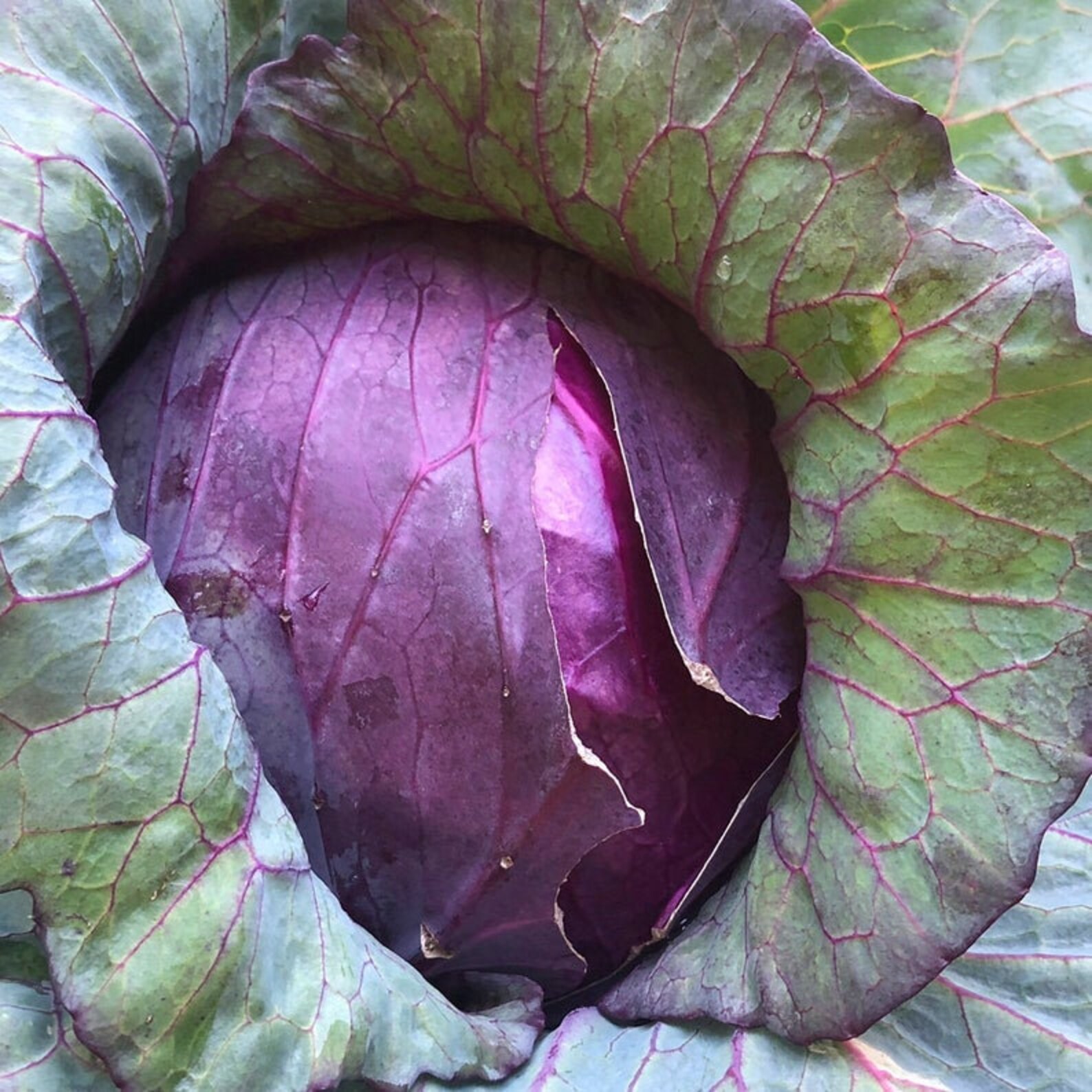 Red Acre Cabbage Seeds 250 Seeds Made in USA Ships From - Etsy