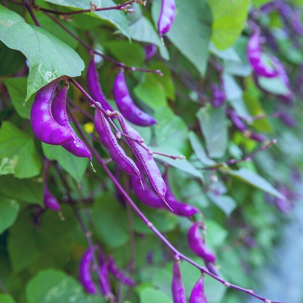 Purple Hyacinth - Etsy