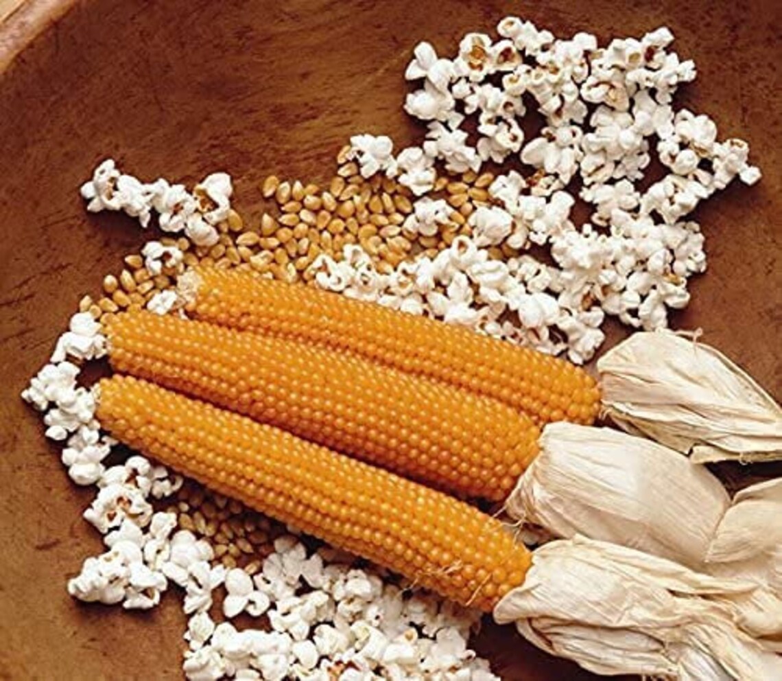 Snow Puff Popcorn Rare Corn Seeds for Planting 25 Seeds per - Etsy