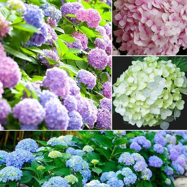 Hydrangea Seeds - Etsy
