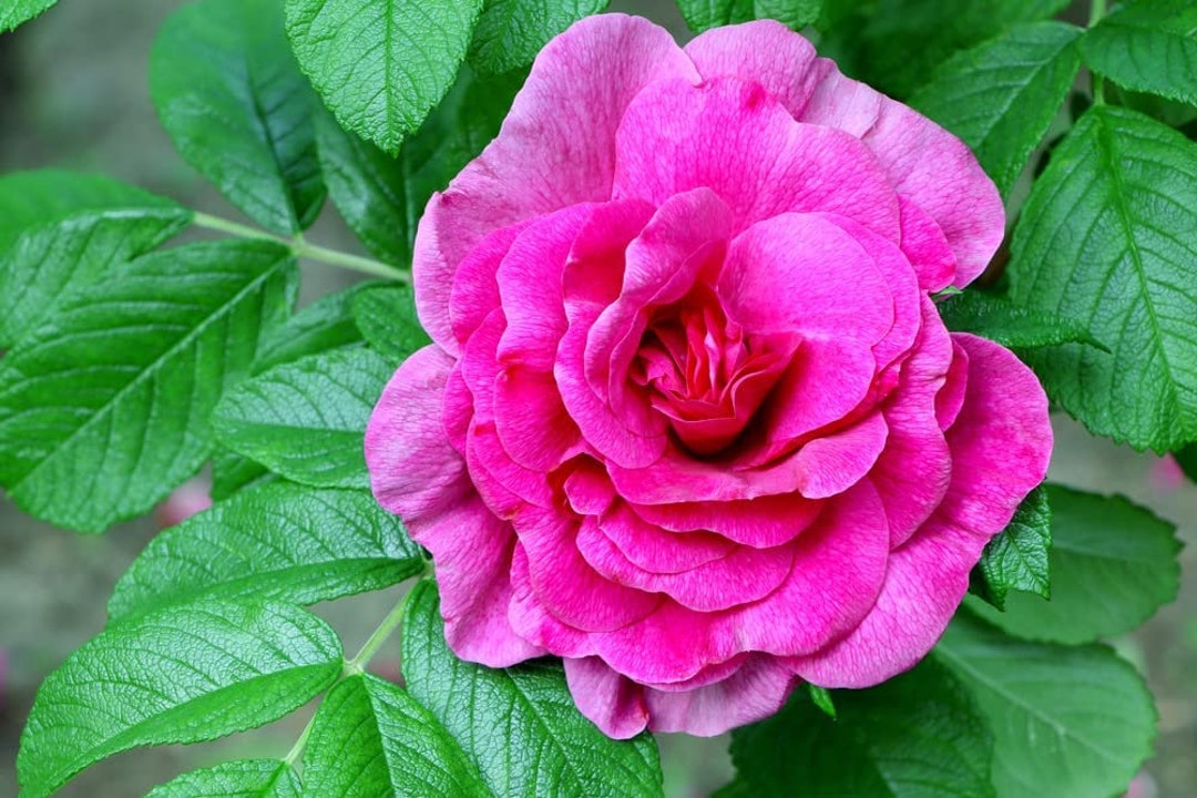 Red Rugosa Rose Bush Seeds for Planting 50 Seeds Rosa - Etsy