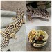 Customized Gecko Figure, Polymer Clay - Etsy