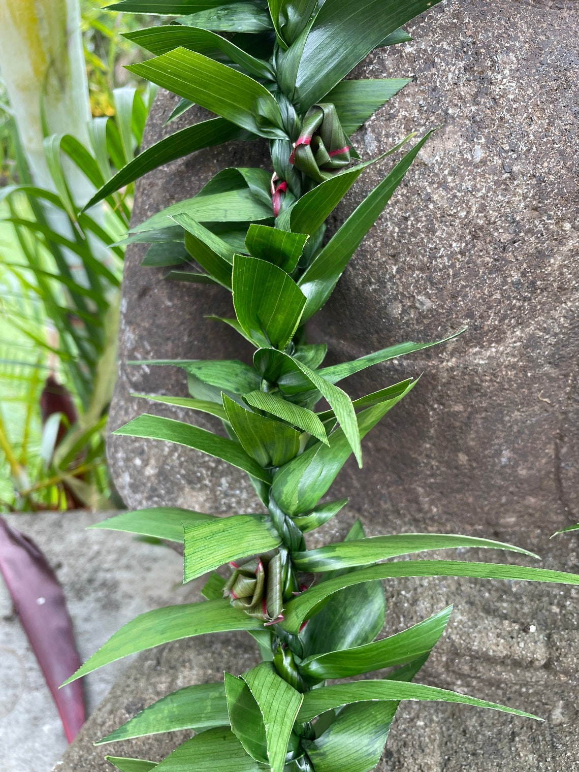 Fresh Handmade Open Ti Leaf Lei With Ti Rosettes Pick up - Etsy