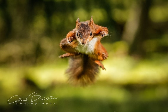 Ninja Flying Squirrel