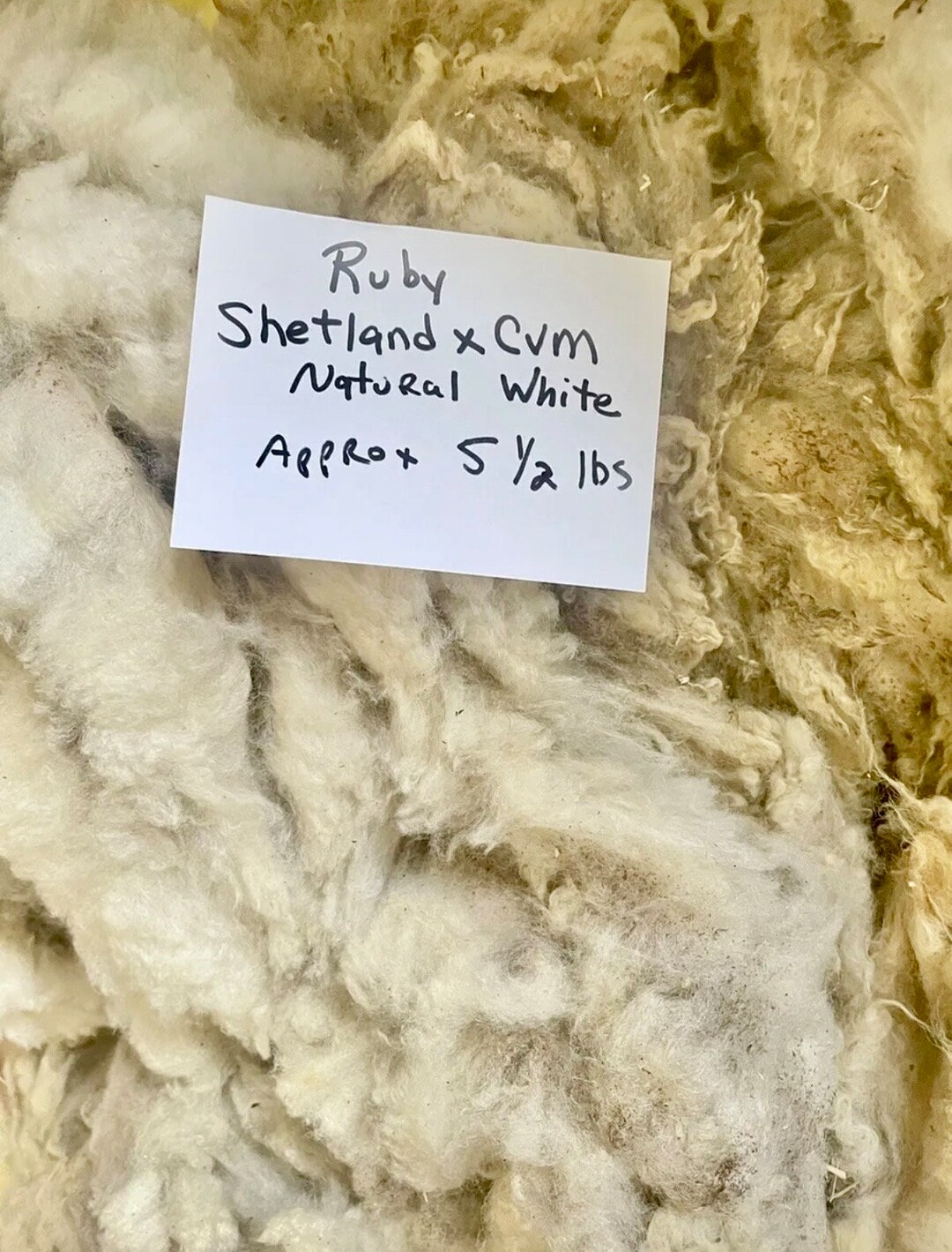 Fleece Shetland-cvm Raw Wool White Approx 5 1/2 Lb 4 Staple VM - Etsy