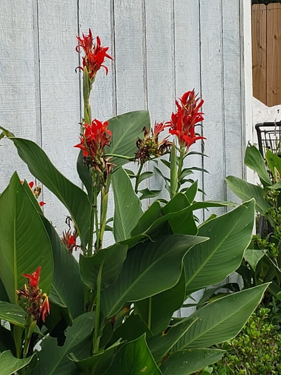 Perennial Cannas On Sale