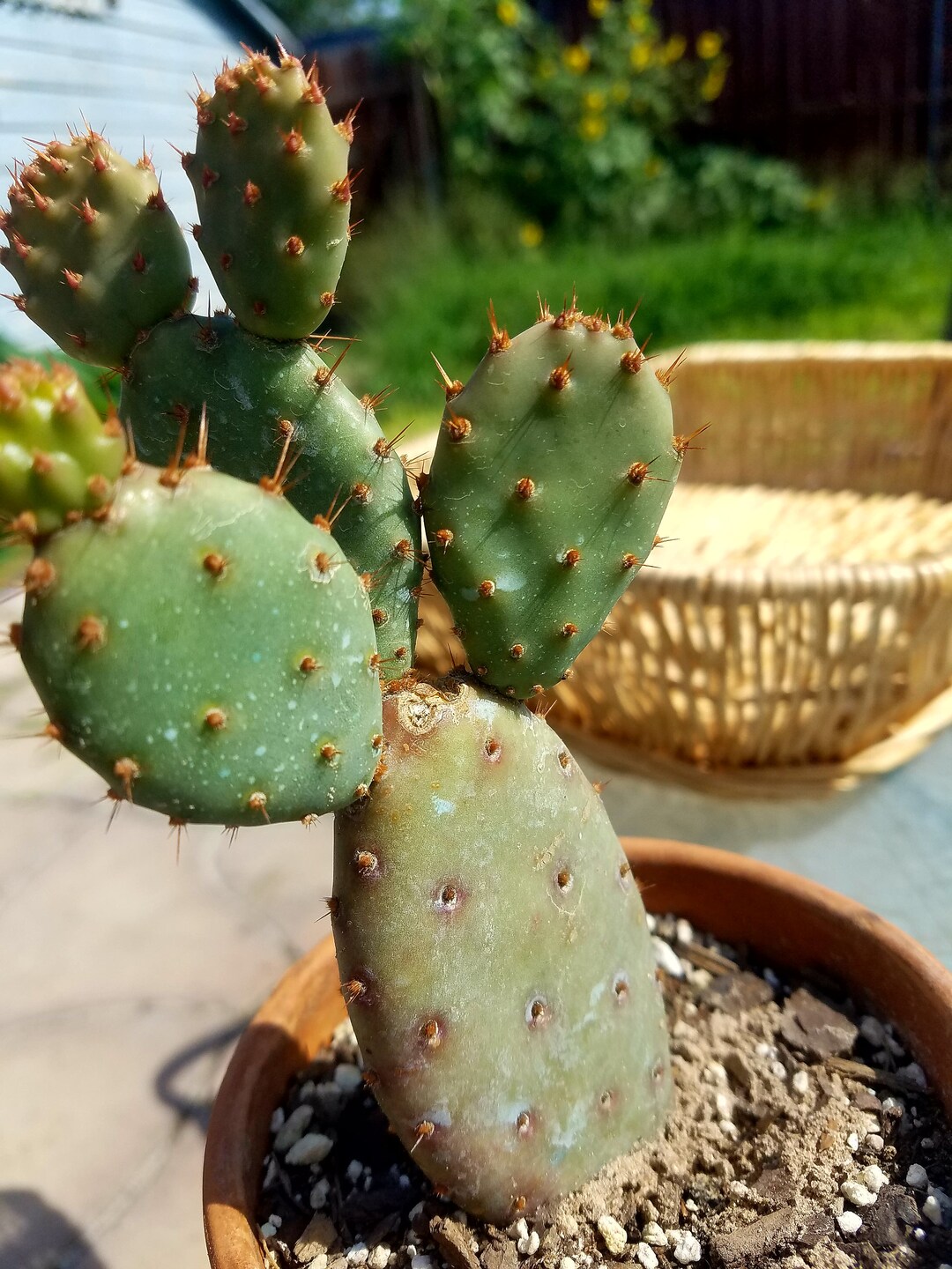 Opuntia Basilaris baby Rita Purple Miniature Prickly Pear Live Cactus ...