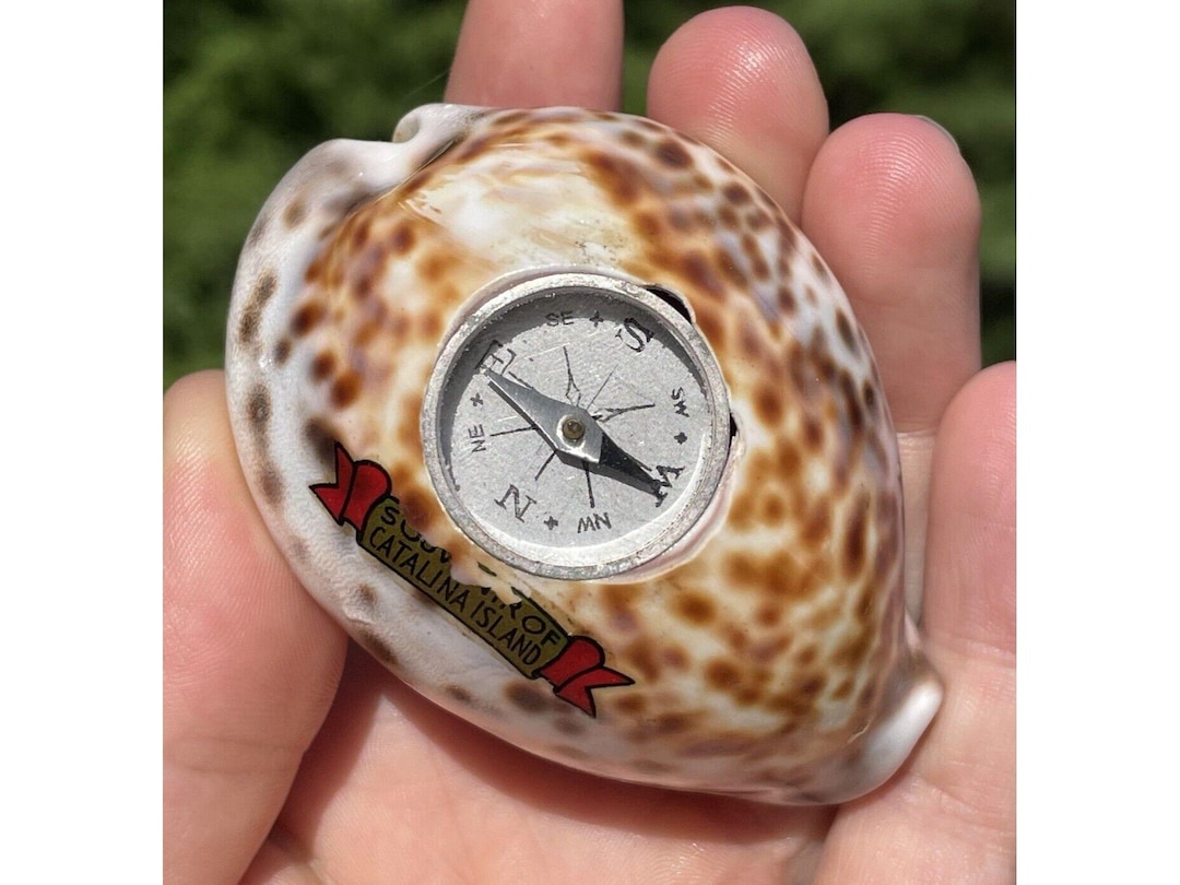 Rare Vintage Catalina Island Cypraea Tigris Shell Compass Souvenir ...