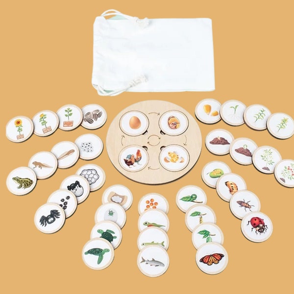 Butterfly Life Cycle - Etsy