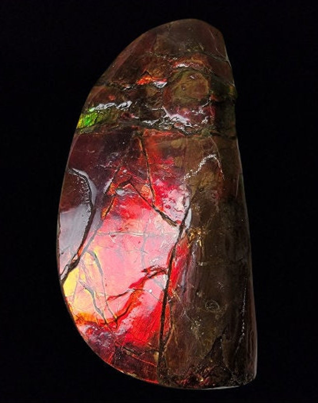 Ammolite/ammonite Fossil Rough Freeform Wedge Shape. With Color Flash ...