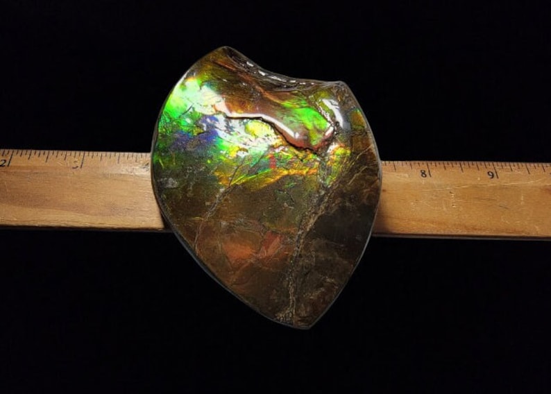 Ammolite Fossil Rough, Fan Shape. Flash Colors of Orange, Yellow, Green ...