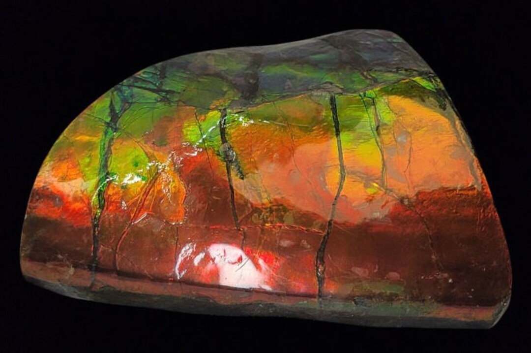 Ammolite/ammonite Fossil Rough Freeform With Flash Colors of Red, Green ...