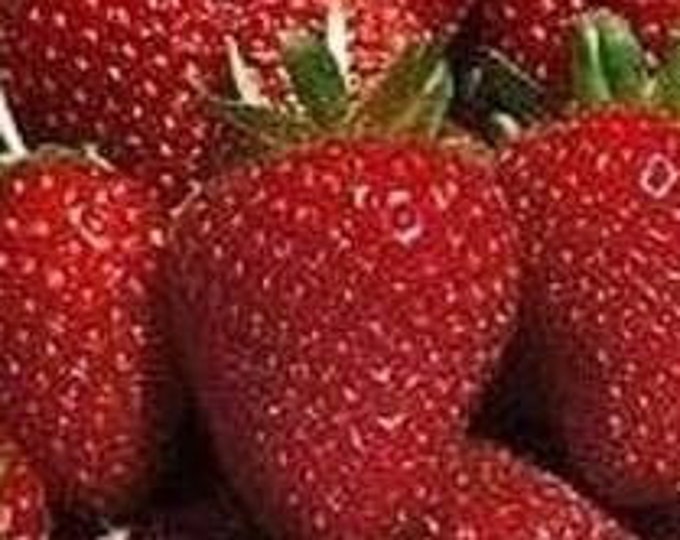 12-100 Evie-2 Everbearing Strawberry Plants-flavorful, High-yielding ...