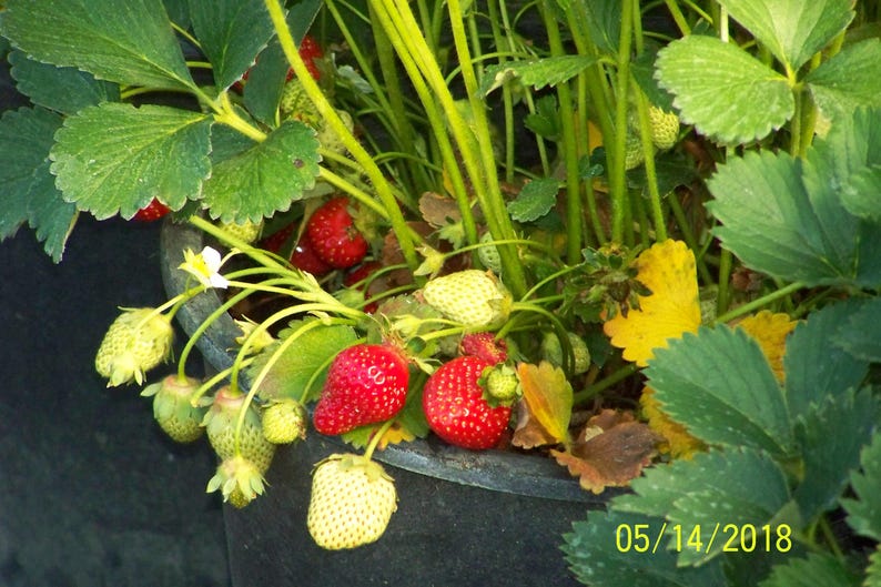 25 Ever Sweet STRAWBERRY Plants -our Plants Use Organic Soil and ...