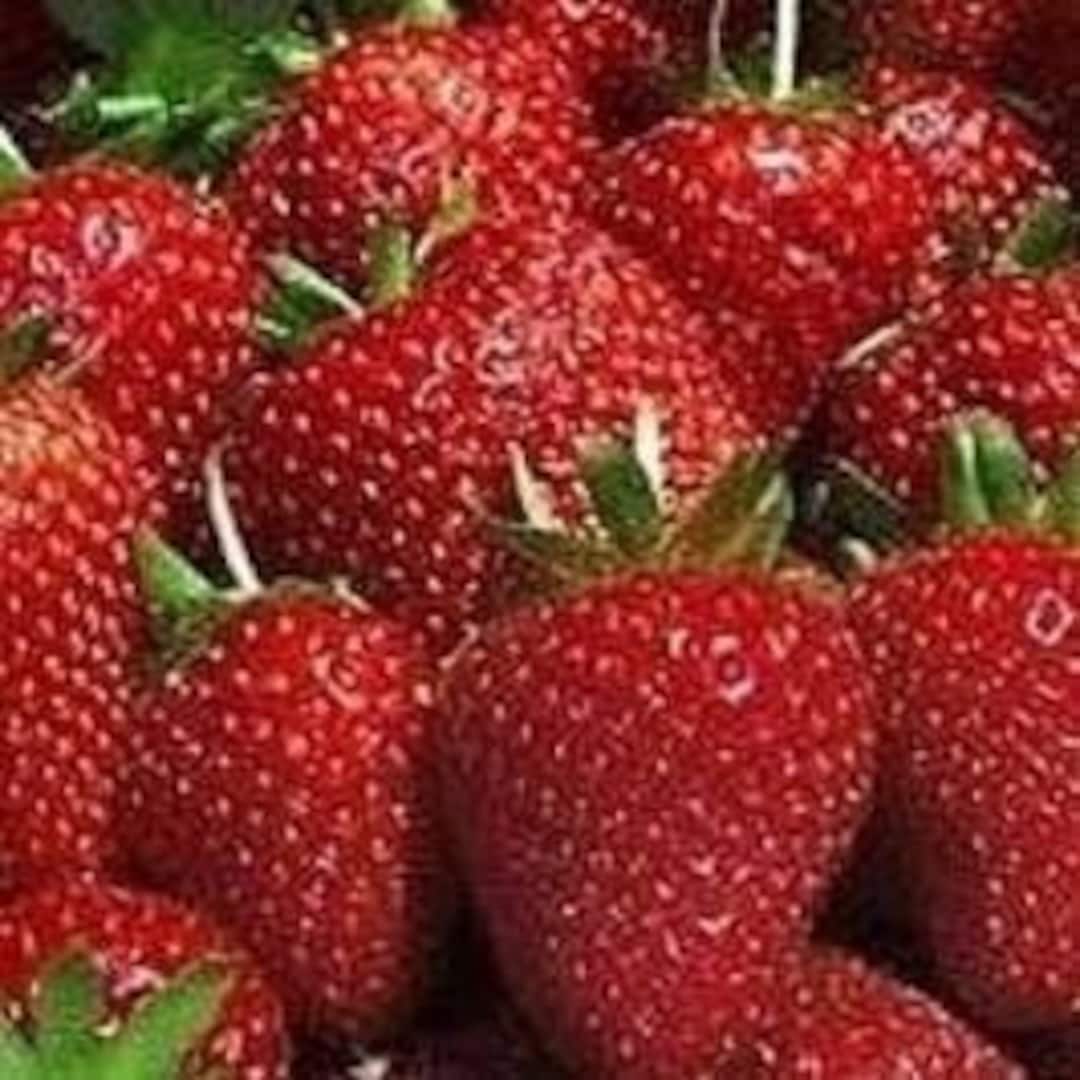 10 EVIE STRAWBERRY Plants - Our Plants Use Organic Soil and Organic ...