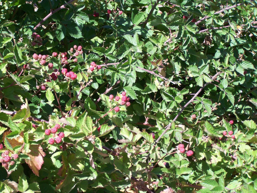 ORGANIC TRIPLE CROWN Thorn Less Blackberry Plant Unrooted Cuttings 6-8 ...