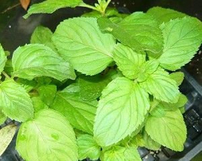 400 Apple Mint Plant Seeds - Our Plants Use Organic Soil and Organic ...