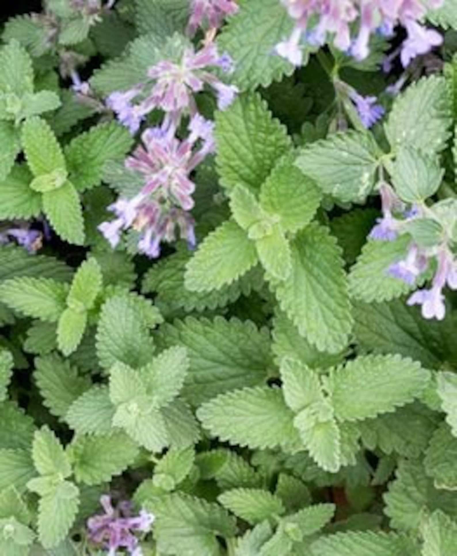 Organic Catmint Plant Seeds 400 Count Grown in the U.S.A. - Etsy