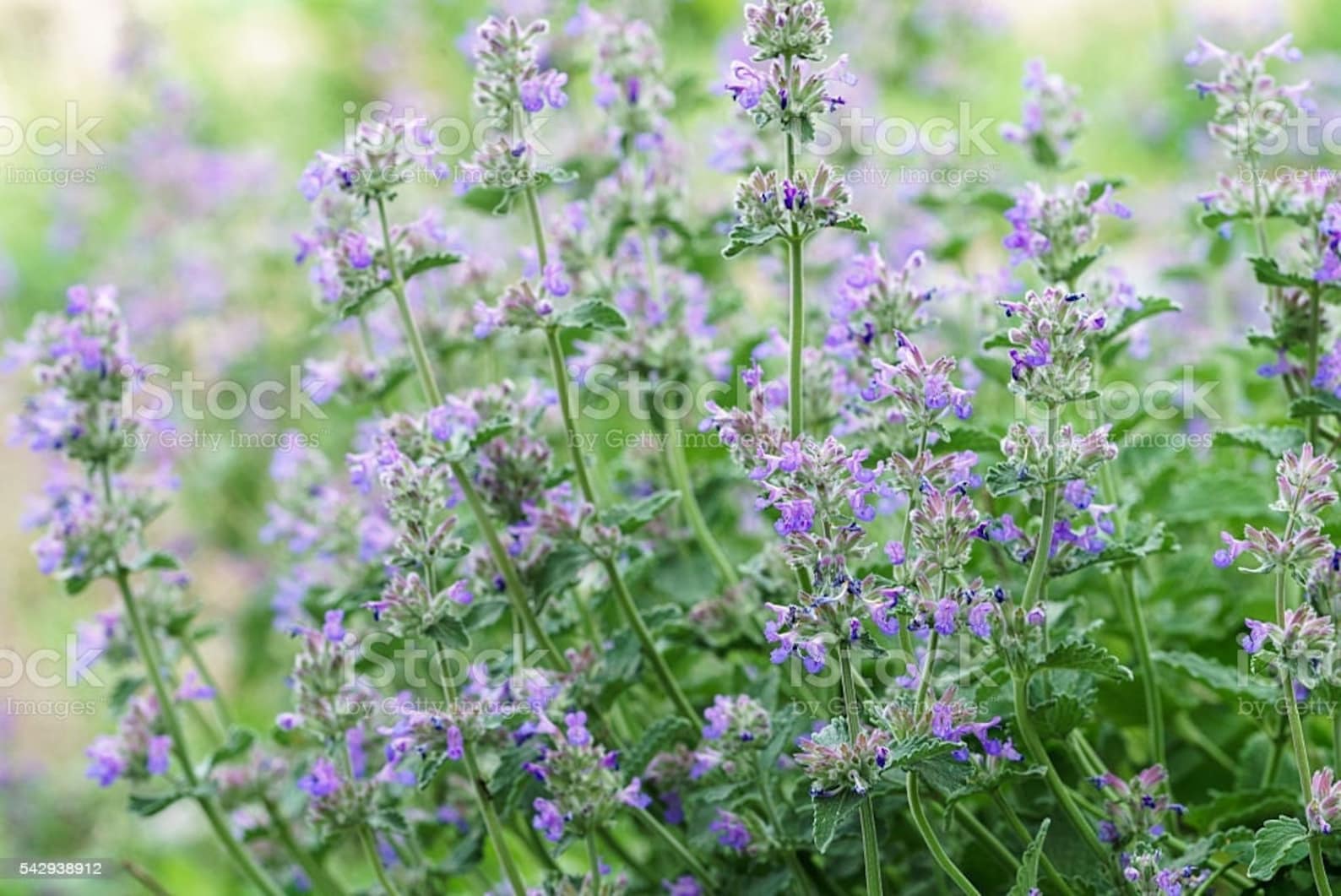 Organic Catmint Plant Seeds 400 Count Grown in the U.S.A. - Etsy