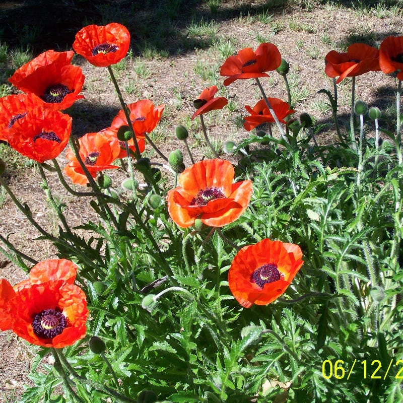 Oriental Poppy - Etsy