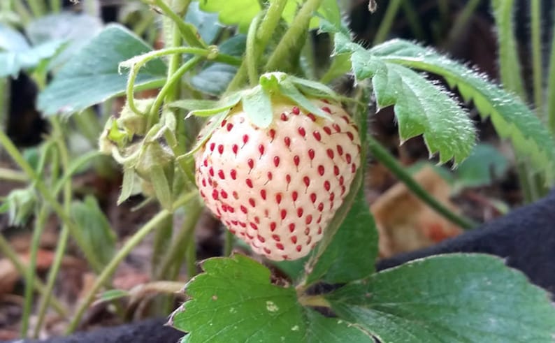 4 PINEBERRY/STRAWBERRY PLANTS- Bare Root U.S.A. - Etsy