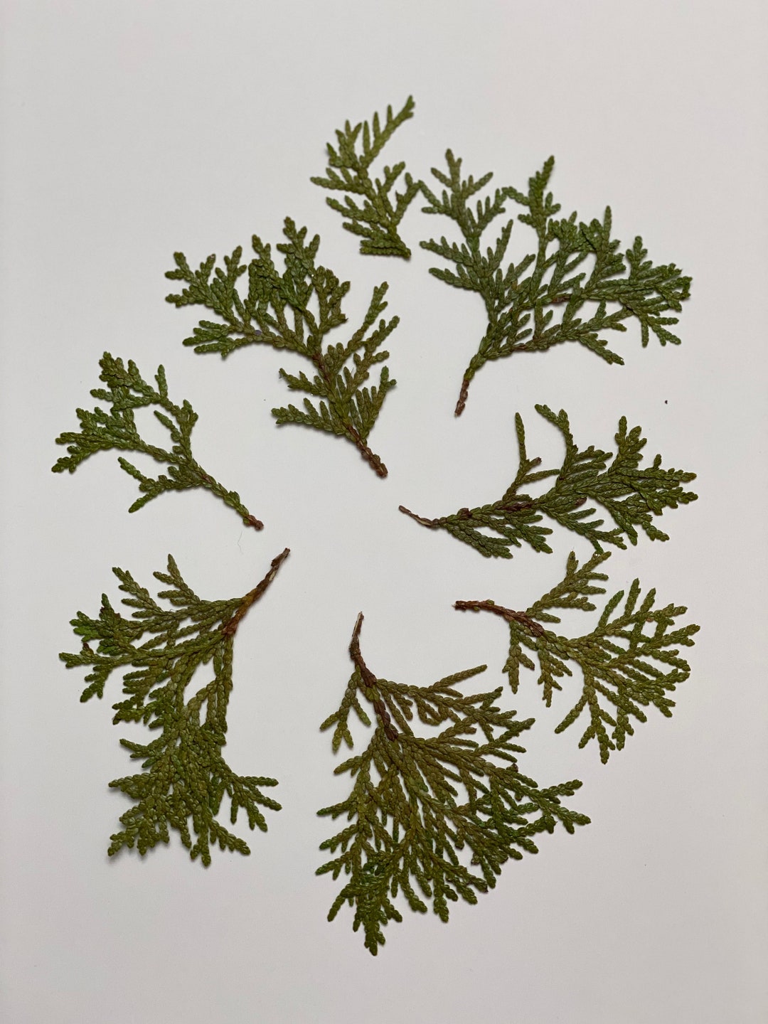 Preserved Green Juniper Tips (20 Pcs): Dried Floral Embellishments - Etsy