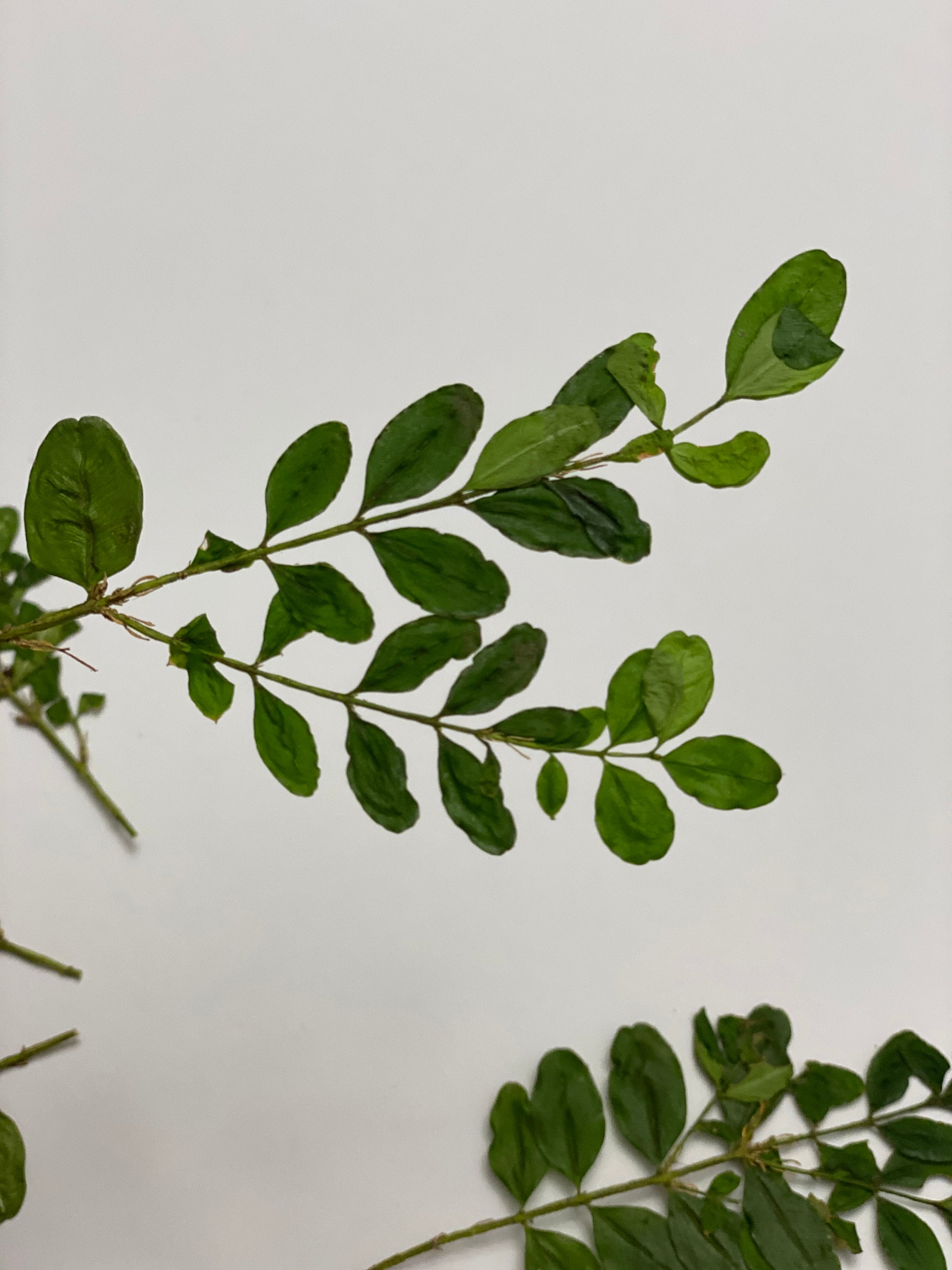 Pressed Boxwood Leaves,pressed Flowers for Crafts - Etsy