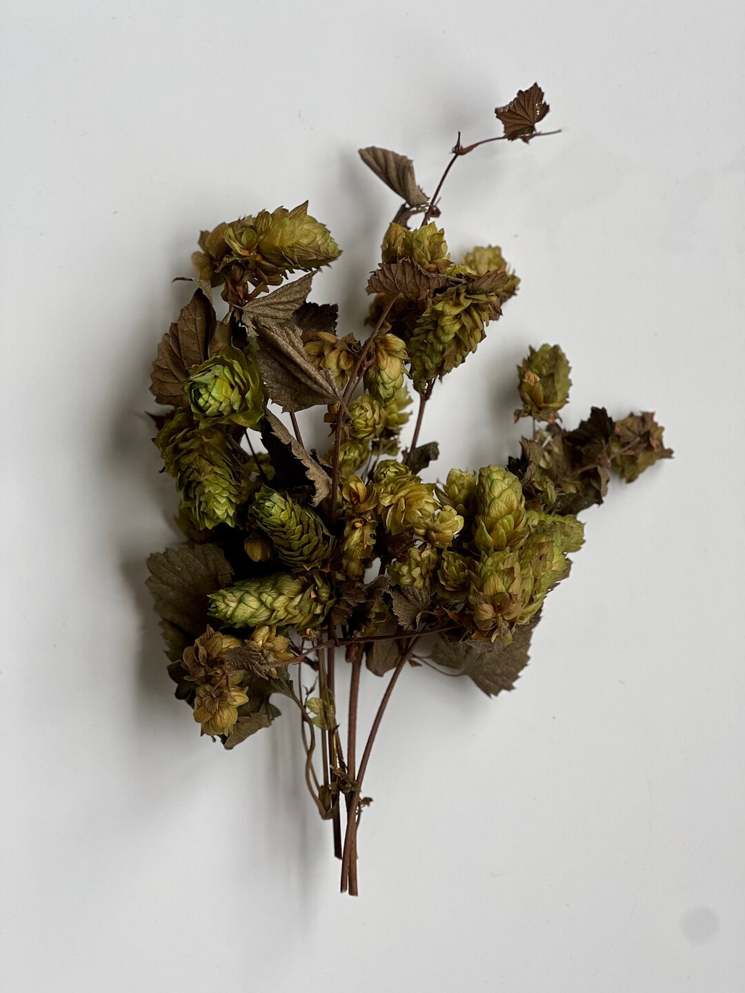 Small Hops Branches-food Photography-preserved Hops Heads-miniature ...