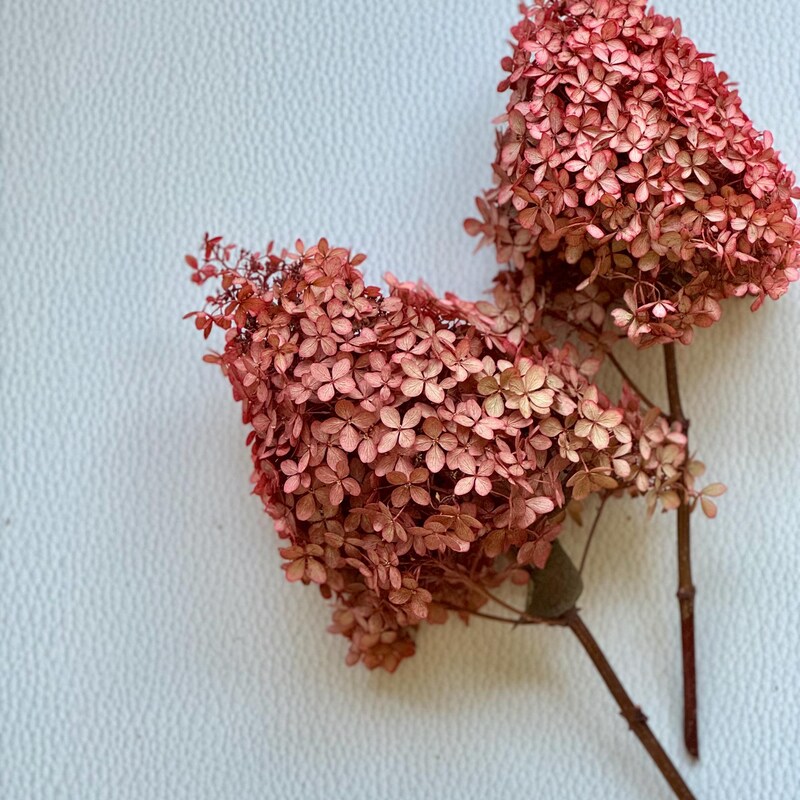 Preserved Hydrangea - Etsy