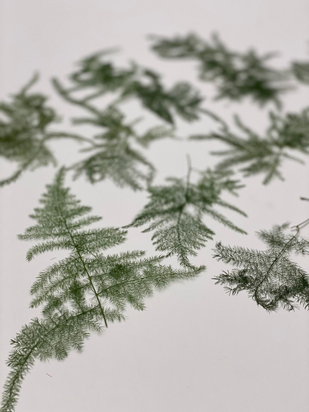 20 Preserved Plumosa Fern Tips: Dried Green Floral Embellishments - Etsy