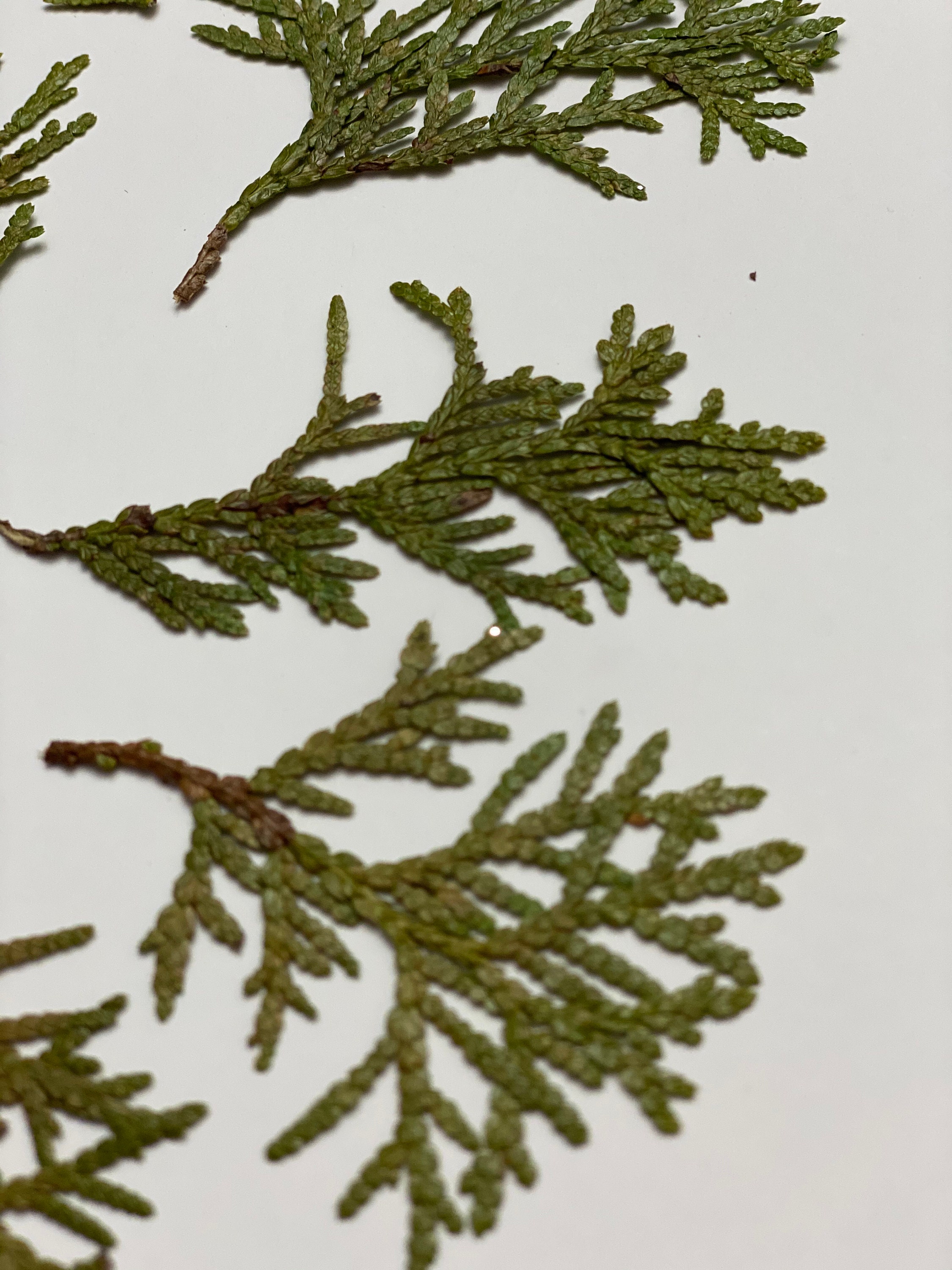 Preserved Green Juniper Tips (20 Pcs): Dried Floral Embellishments - Etsy