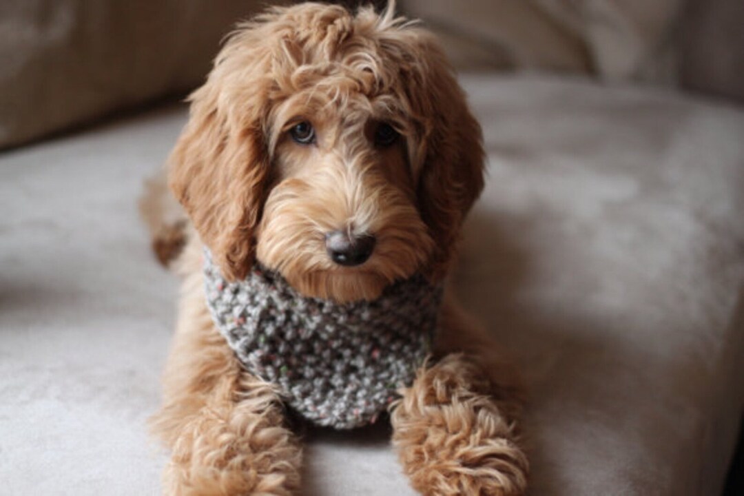 Dog Bandana Knitting Pattern-knits for Dogs-beginner Knitting Pattern ...