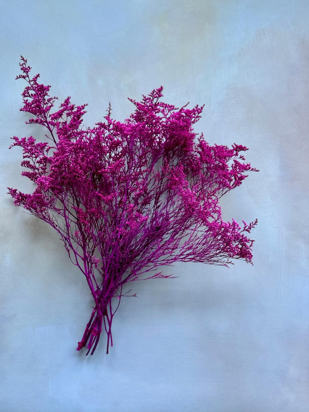 Hot Pink Preserved Caspia-preserved Pink Flowers- - Etsy