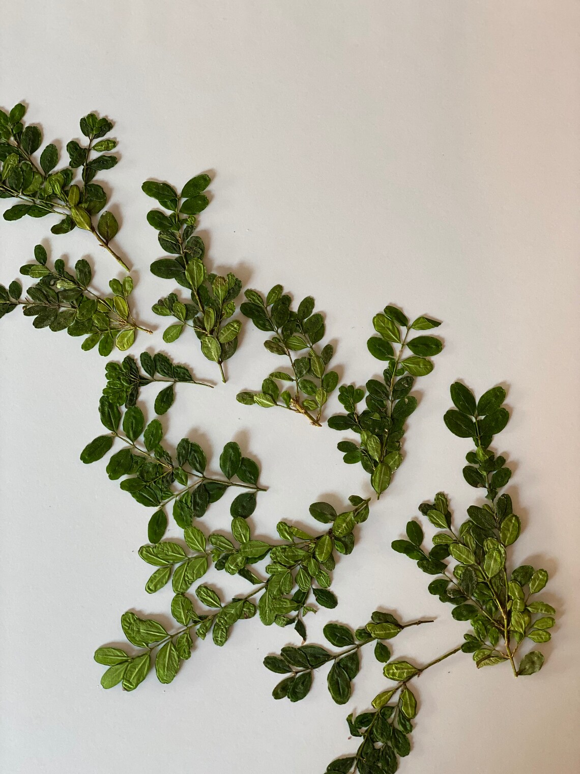 Pressed Boxwood Leaves,pressed Flowers for Crafts - Etsy