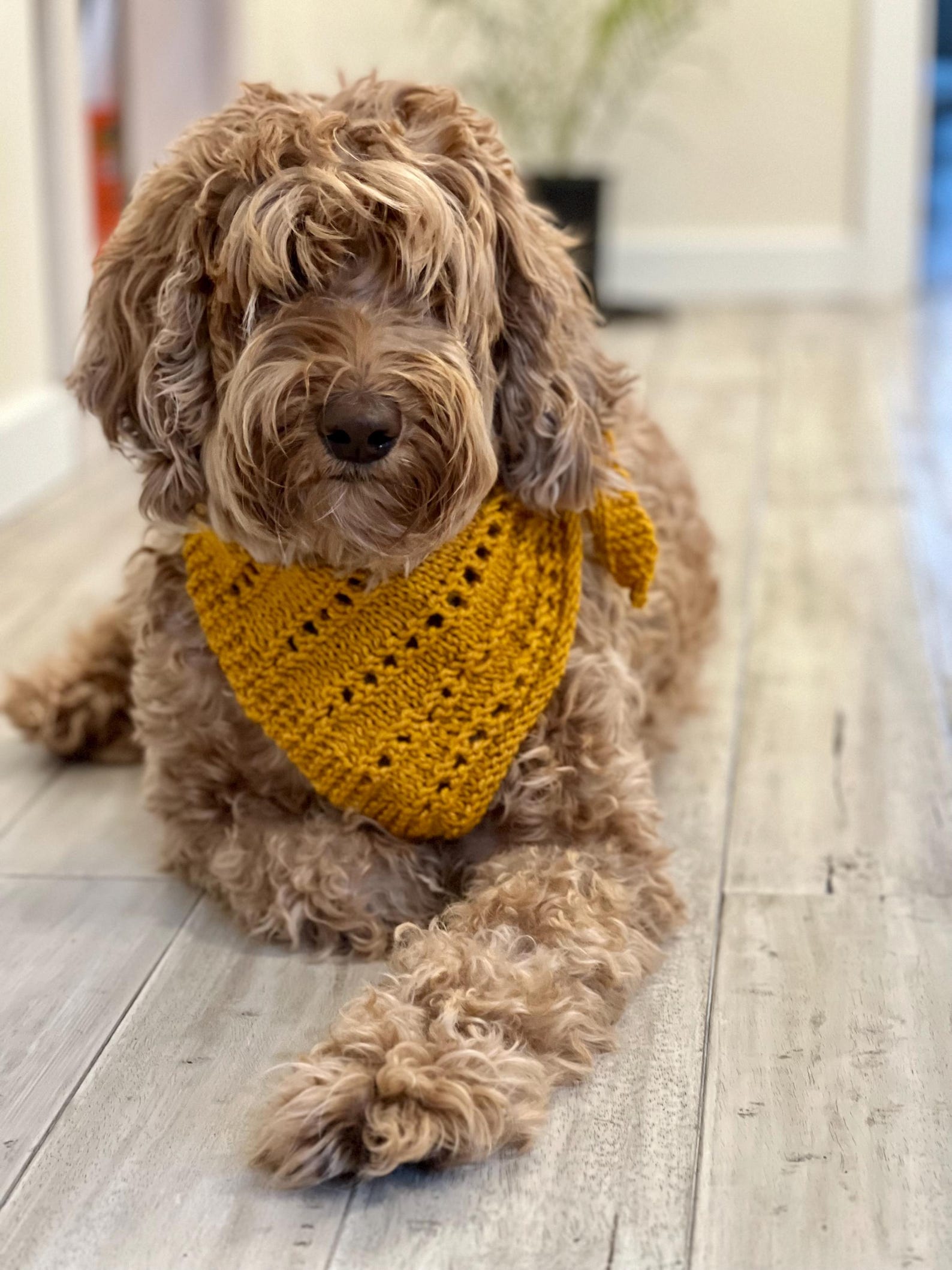 PDF Dog Bandana-knitting Bandana Pdf-knitting Patter for Yarn Weight 4 ...