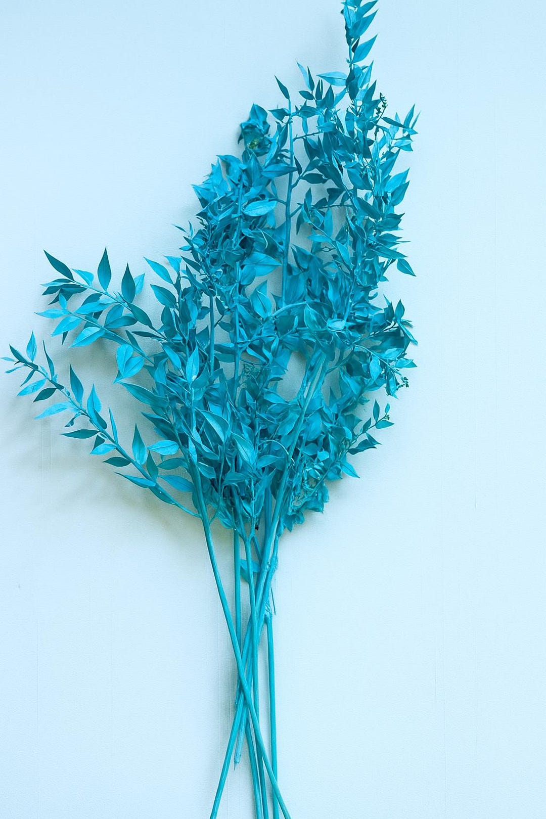 Preserved Ruscus in Ice Blue – Dyed Dried Foliage Stems for Bouquets ...