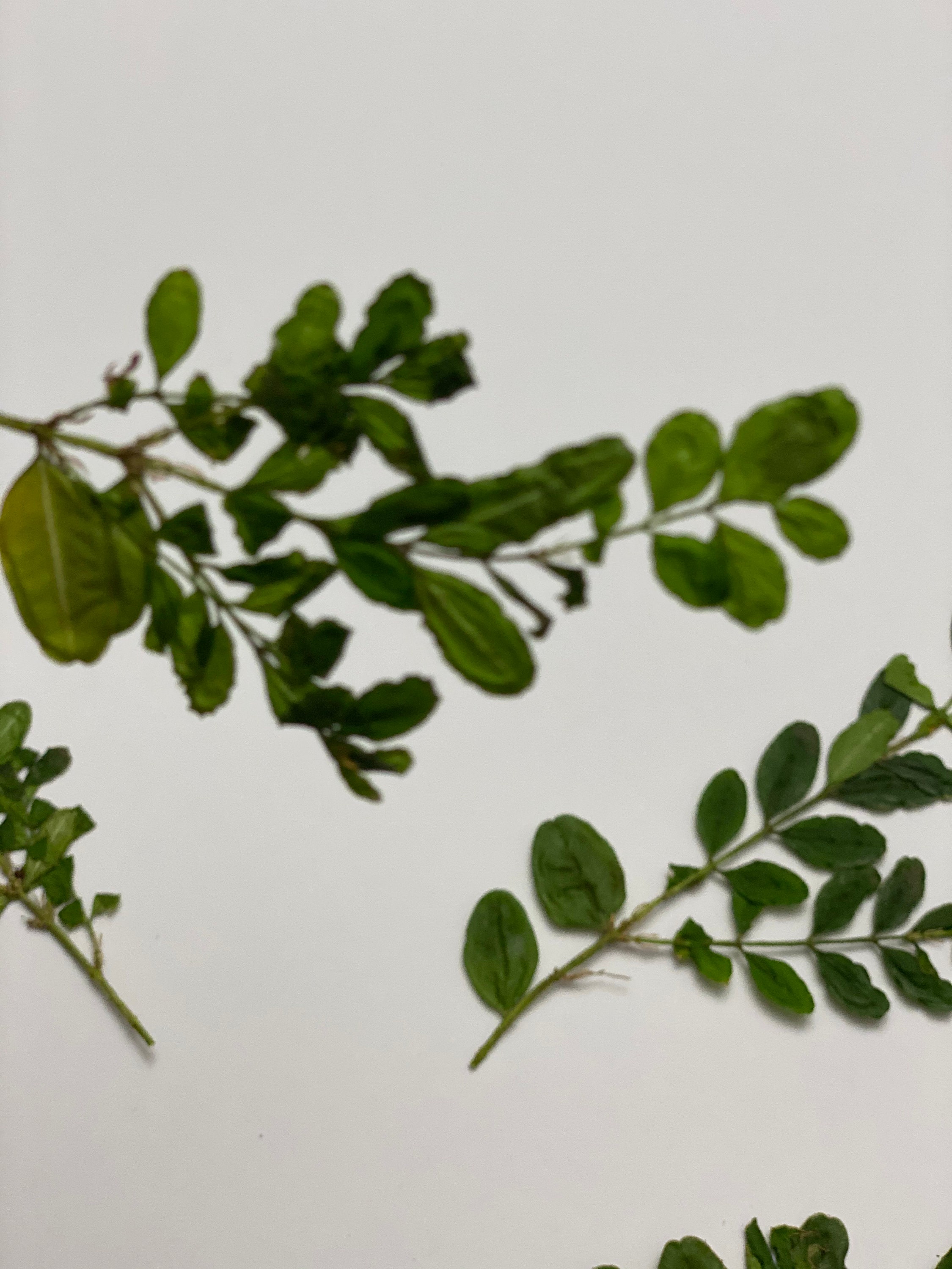 Pressed Boxwood Leaves,pressed Flowers for Crafts - Etsy