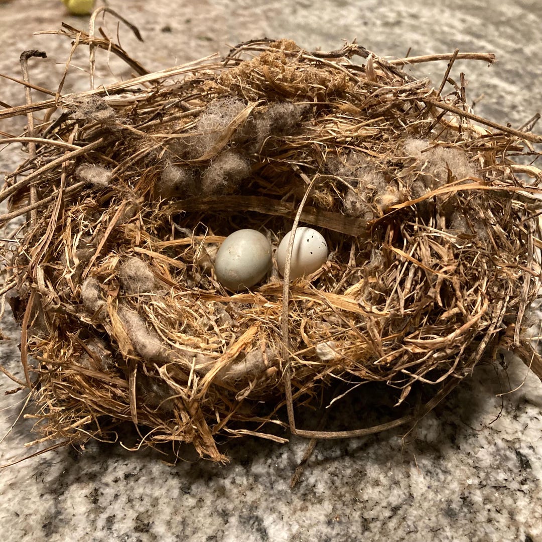 Real Found MEDIUM Beautiful Bird’s Nest - Etsy