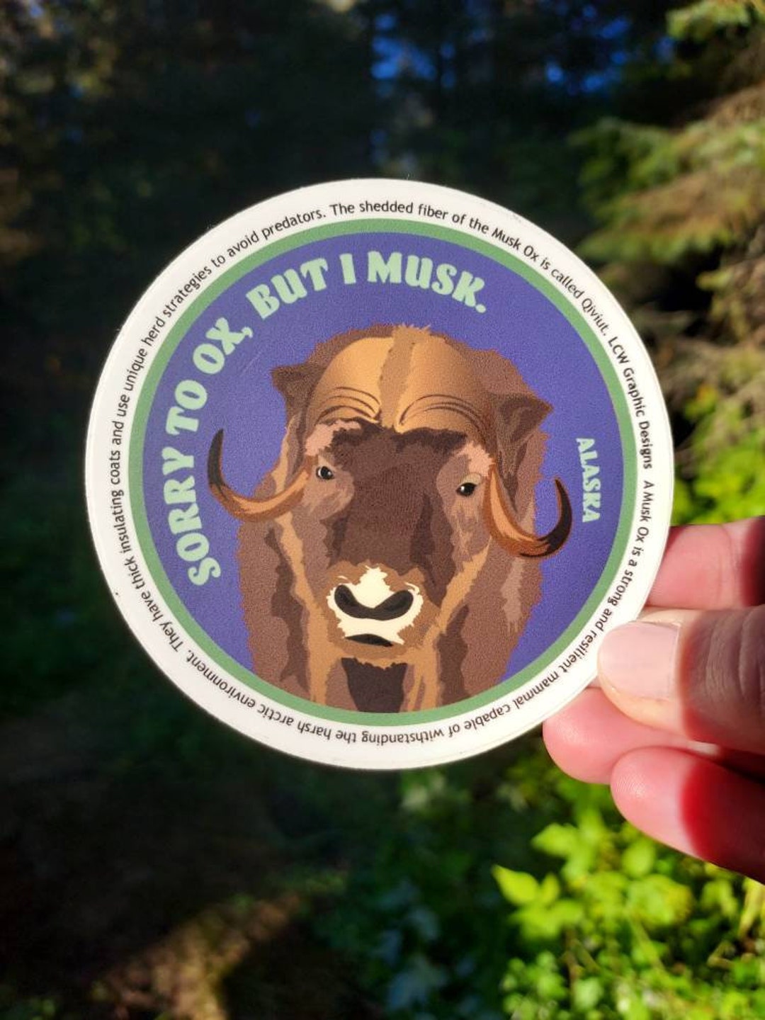 Graphic Musk Ox Sticker - Arctic Animal - Sorry to OX - Educational ...