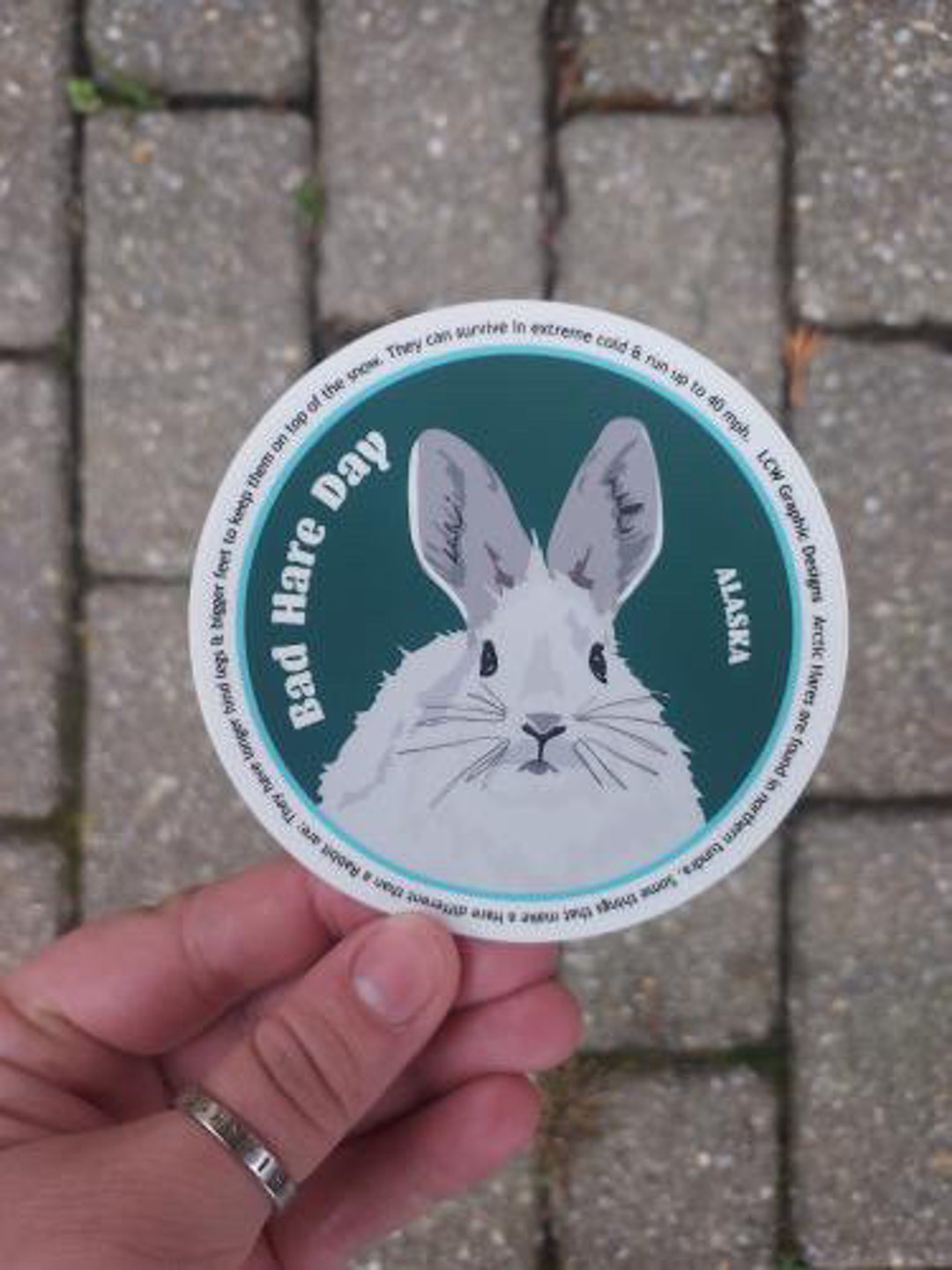 Alaska Animal Sticker Arctic Hare/rabbit Educational -bad Hare Day ...