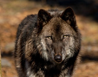 Black Timber Wolf Nature Photography Digital Print Download Close-up ...