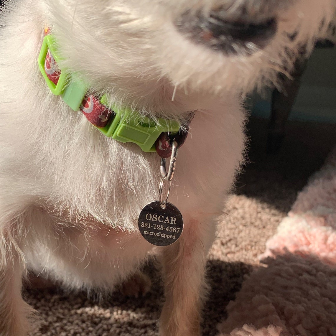 Personalized Pet Tag Disc Custom Pet Tag Pet Microchipped Tag - Etsy