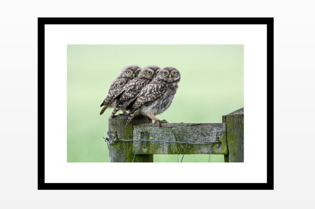 Wildlife Wall Art - the Three Little Owls, Digital, Poster, Nature ...