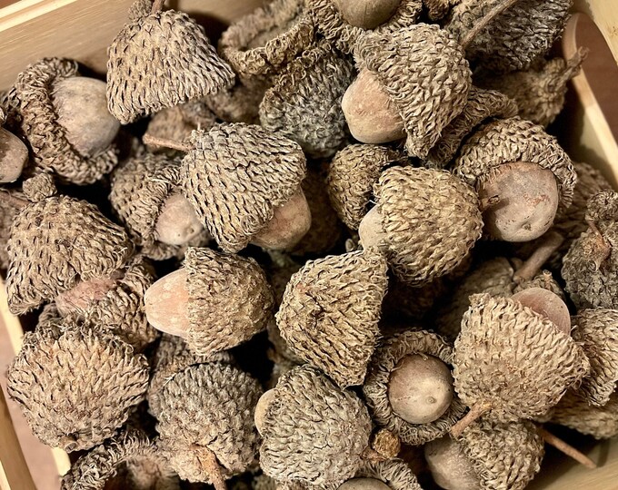 LARGE Texas Bur Oak ACORNS, Large Bur Oak Acorns, Caps or Mixed, Oven ...