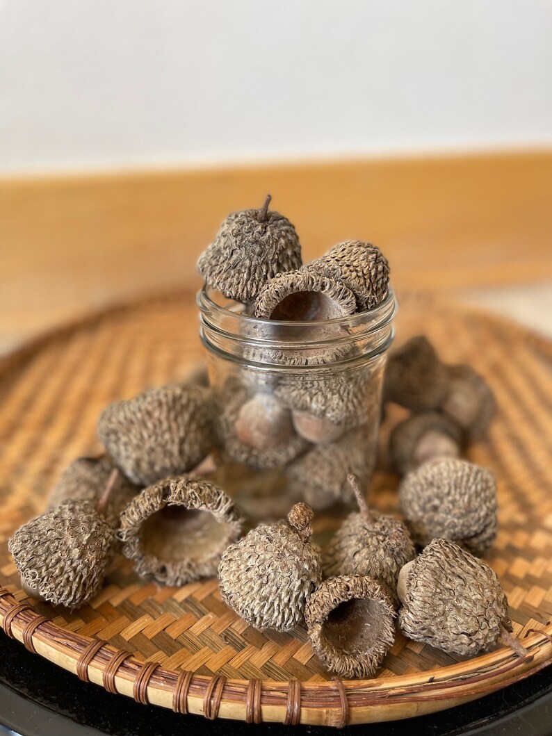 LARGE Texas Bur Oak ACORNS, Large Bur Oak Acorns, Caps or Mixed, Oven ...