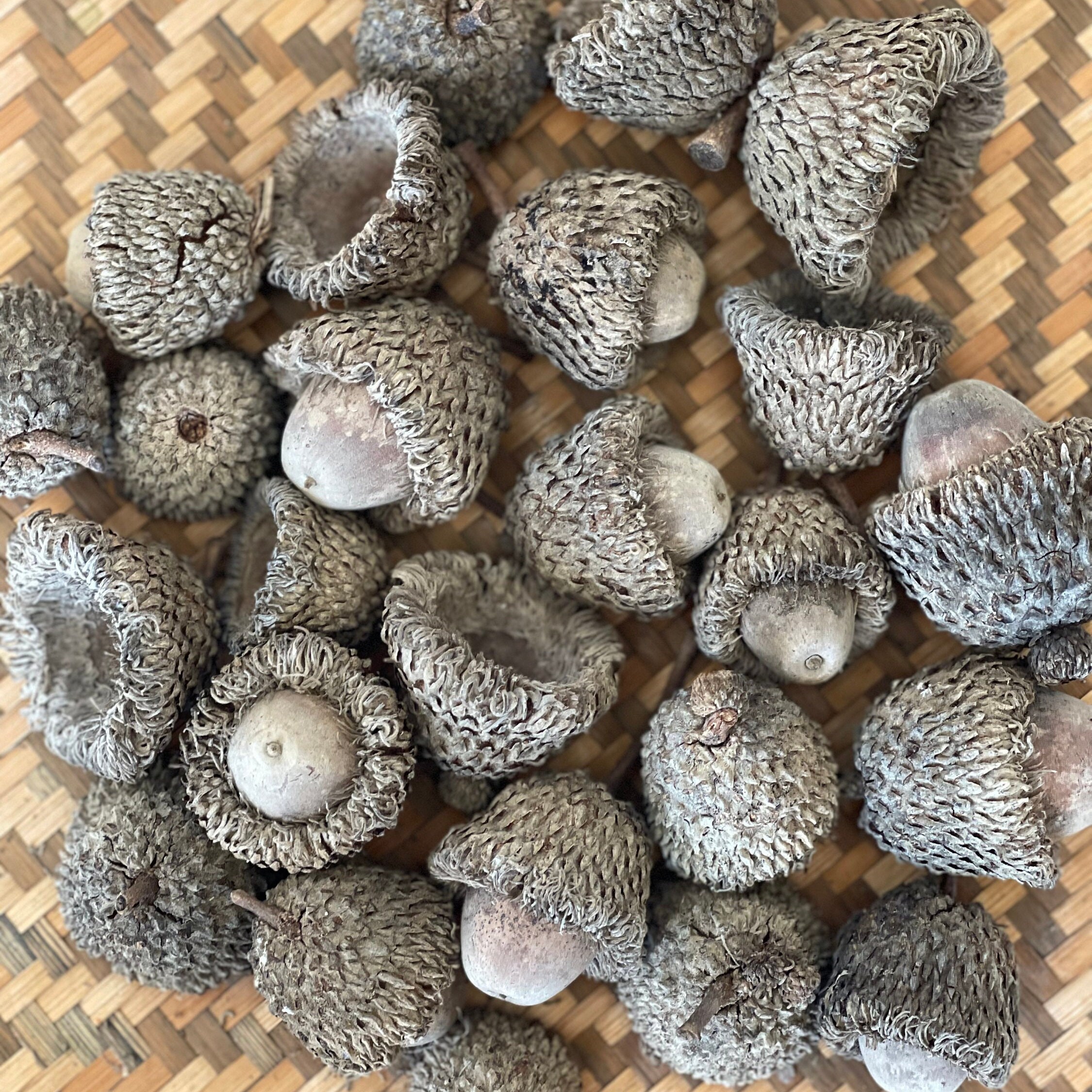 LARGE Texas Bur Oak ACORNS, Large Bur Oak Acorns, Caps or Mixed, Oven ...